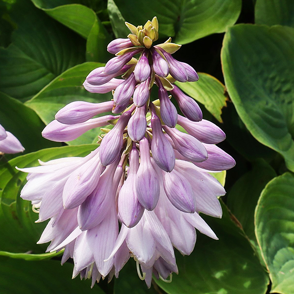 August Moon Hosta For Sale Online | The Tree Center