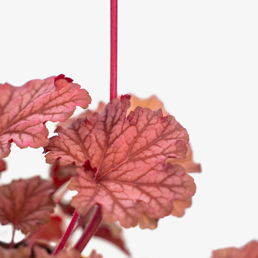 Vibrant Berry Smoothie Heuchera - The Tree Center