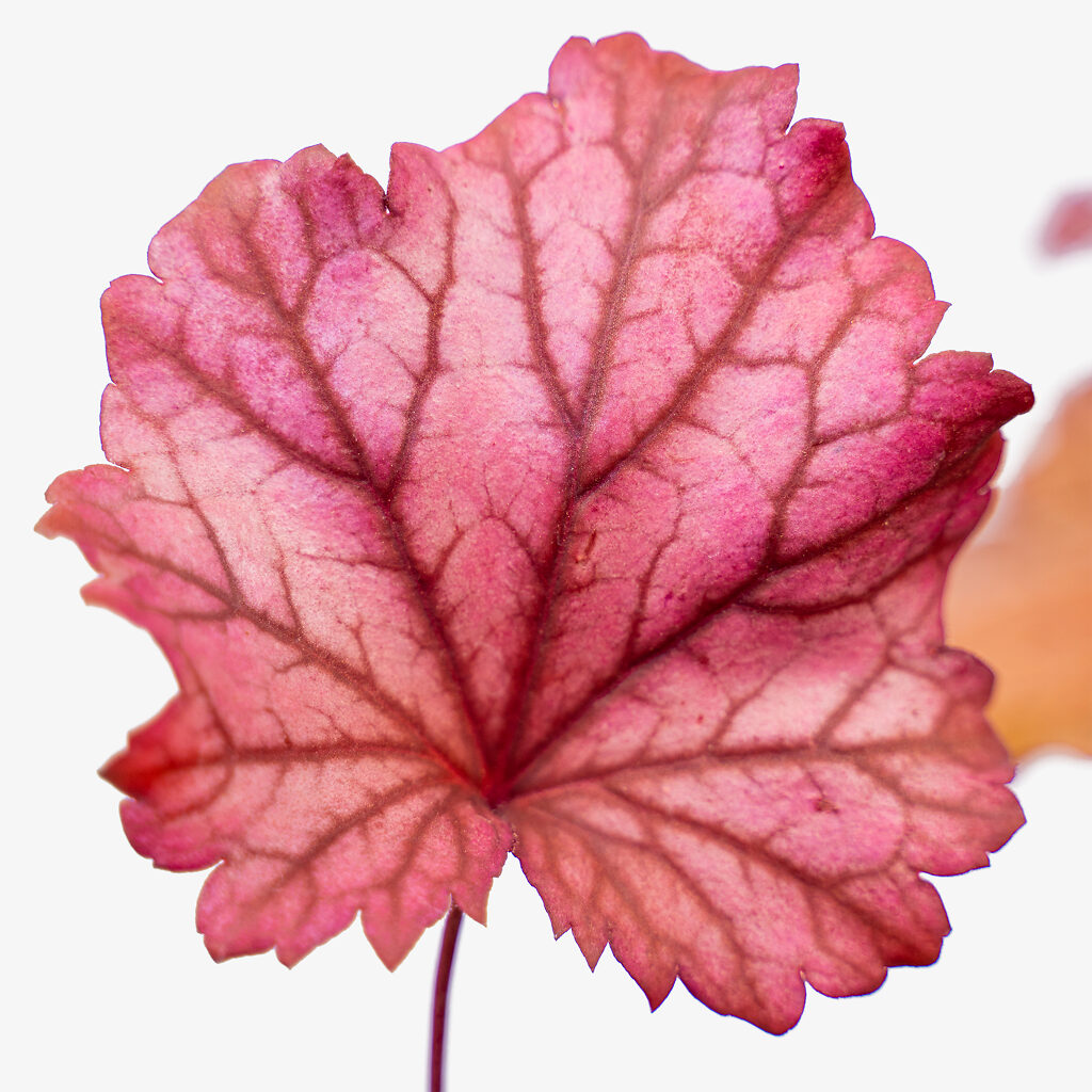 Berry Smoothie Heuchera | The Tree Center™