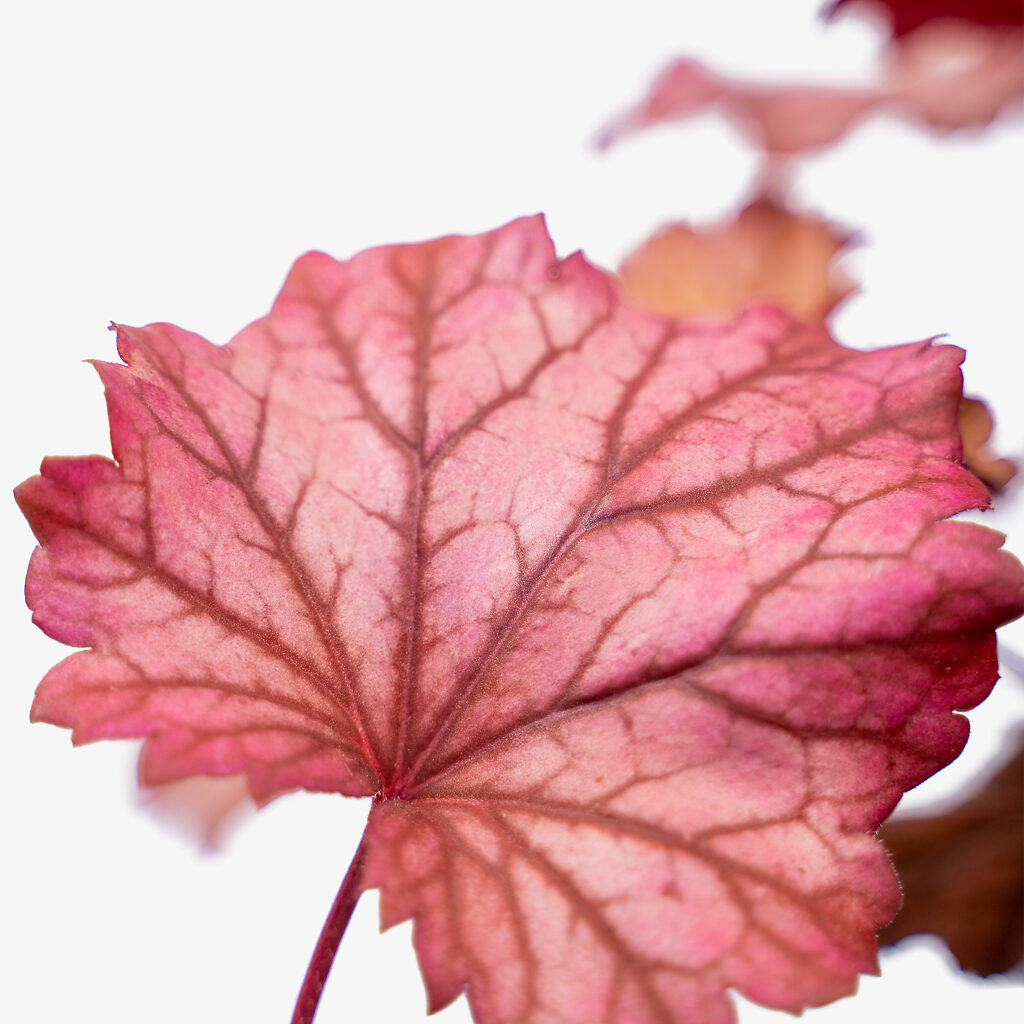 Vibrant Berry Smoothie Heuchera - The Tree Center