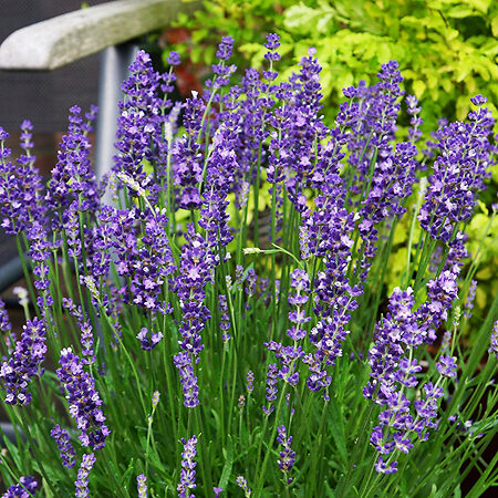 Big Time Blue Lavender For Sale Online | The Tree Center