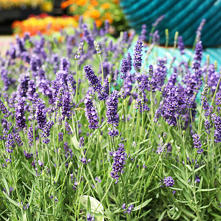 Big Time Blue Lavender For Sale Online | The Tree Center