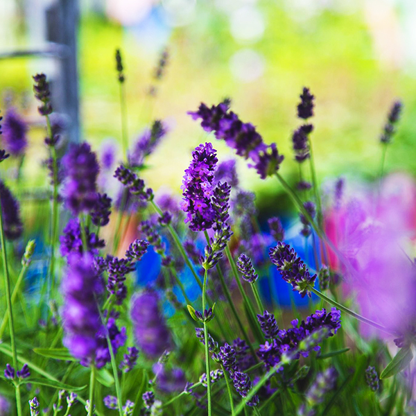 Big Time Blue Lavender For Sale Online | The Tree Center