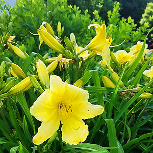 Big Time Happy Daylily For Sale Online | The Tree Center