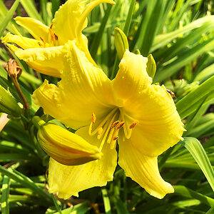 Big Time Happy Daylily For Sale Online | The Tree Center
