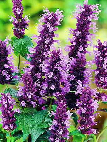 Agastache – The Tree Center