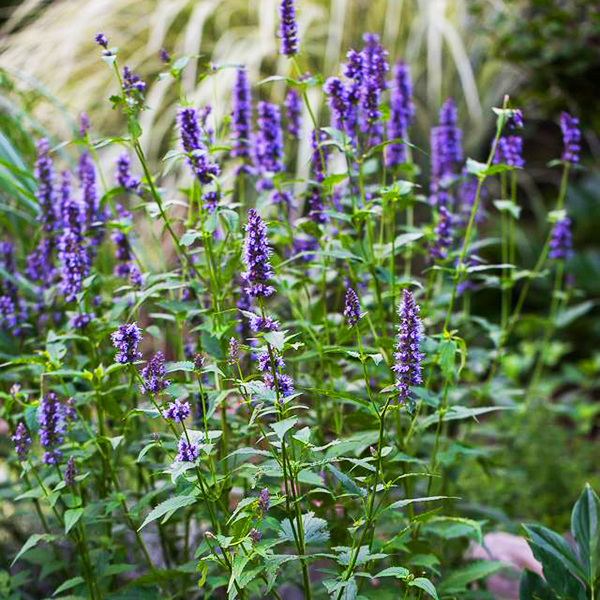 Black Adder Agastache For Sale Online | The Tree Center
