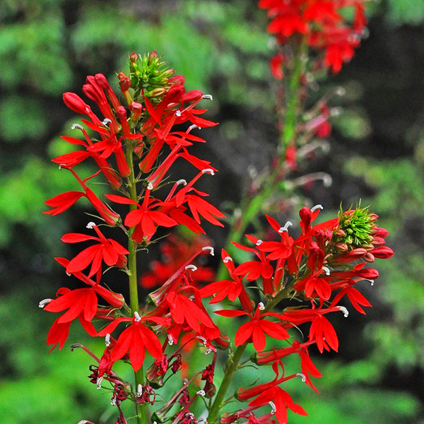 Cardinal Flower For Sale Online | The Tree Center