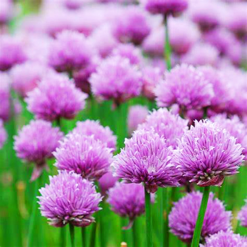 Chivette Allium For Sale Online | The Tree Center