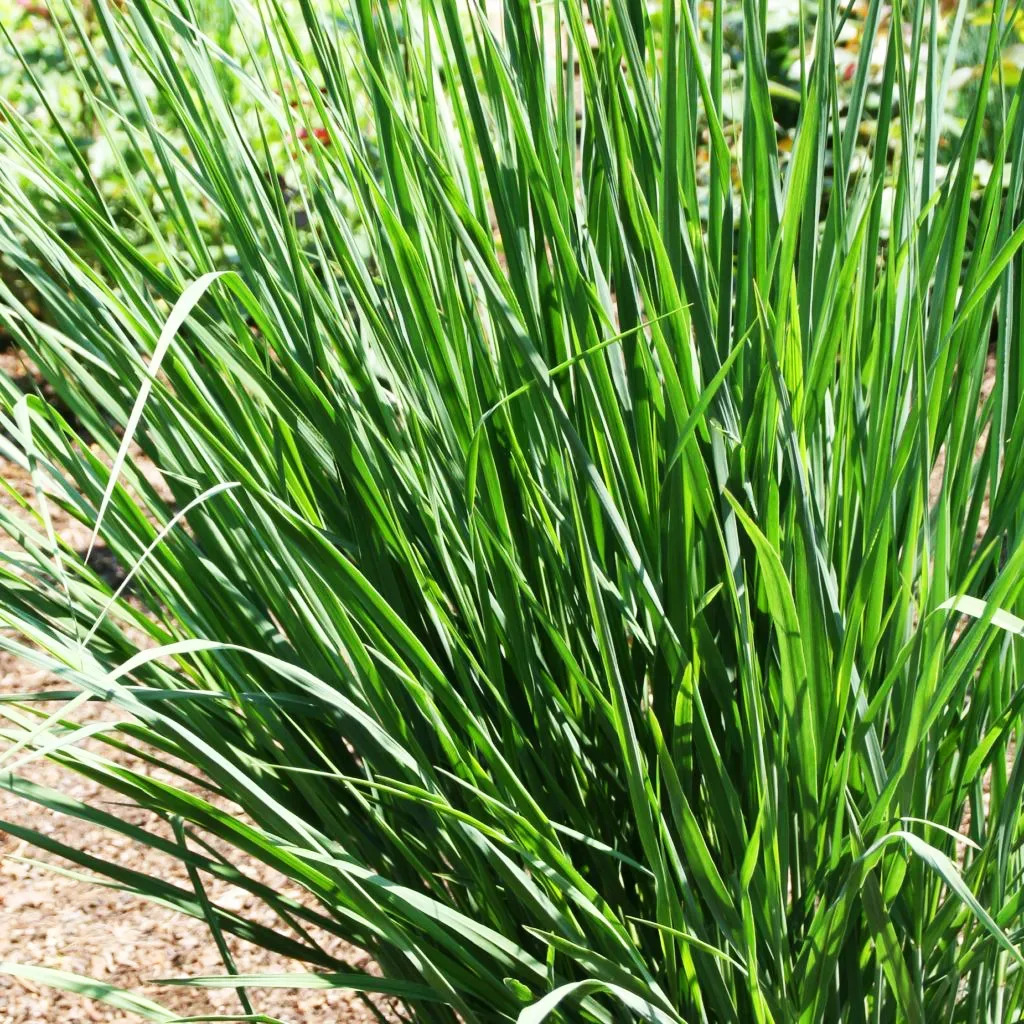 Cloud Nine Switch Grass Tree For Sale Online | The Tree Center