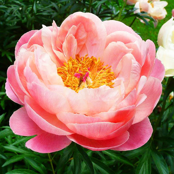 Coral Charm Peony For Sale Online | The Tree Center