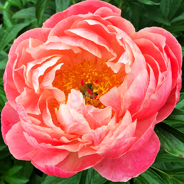 Coral Charm Peony For Sale Online | The Tree Center