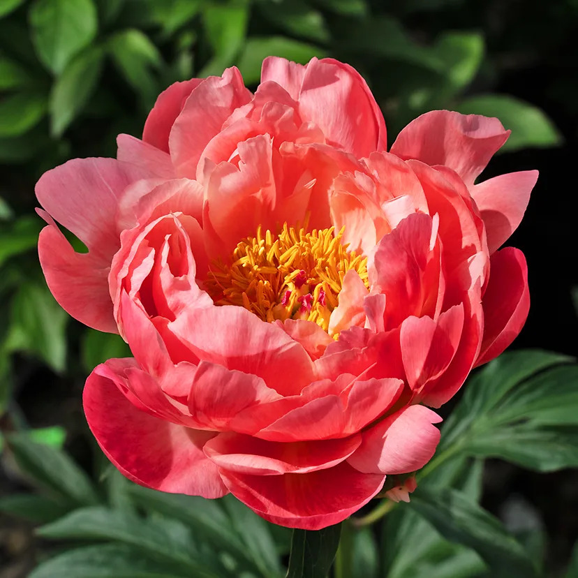 Coral Charm Peony For Sale Online | The Tree Center