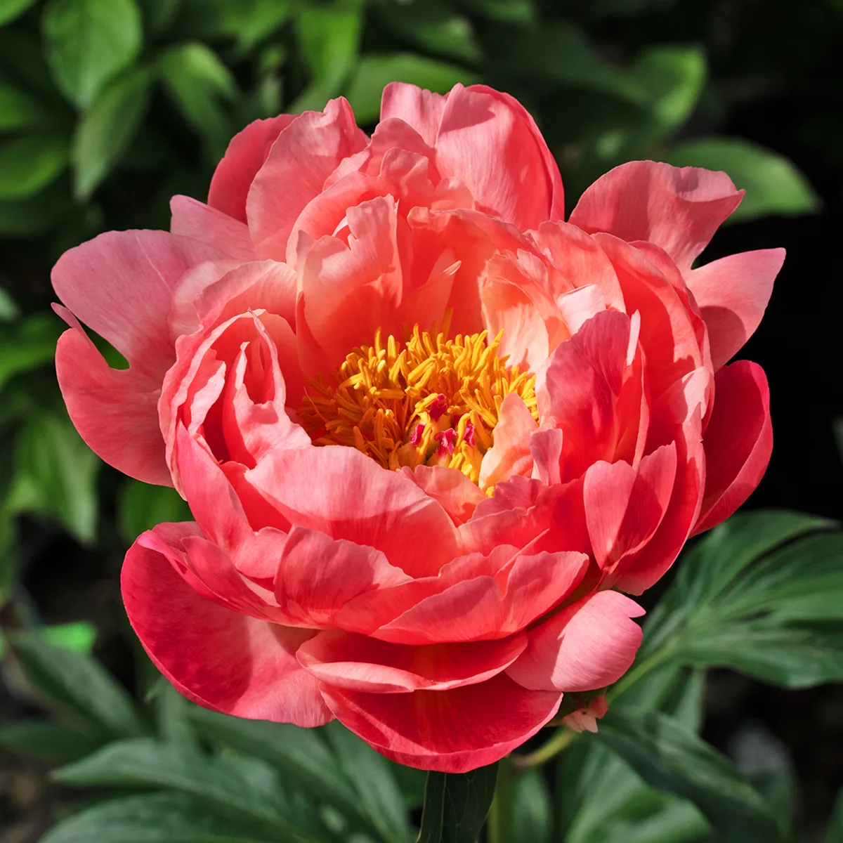 Coral Charm Peony For Sale Online | The Tree Center