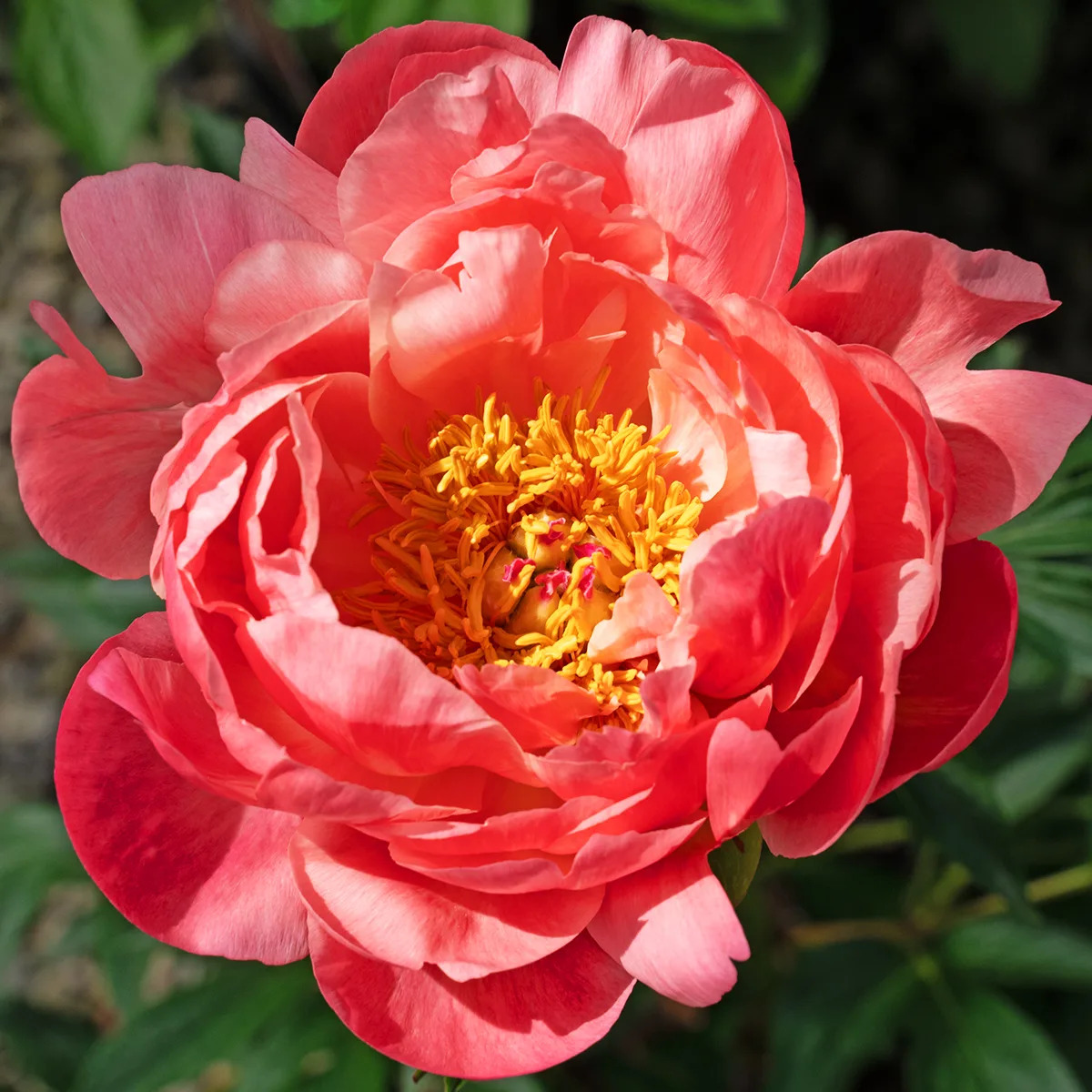 Coral Charm Peony For Sale Online | The Tree Center