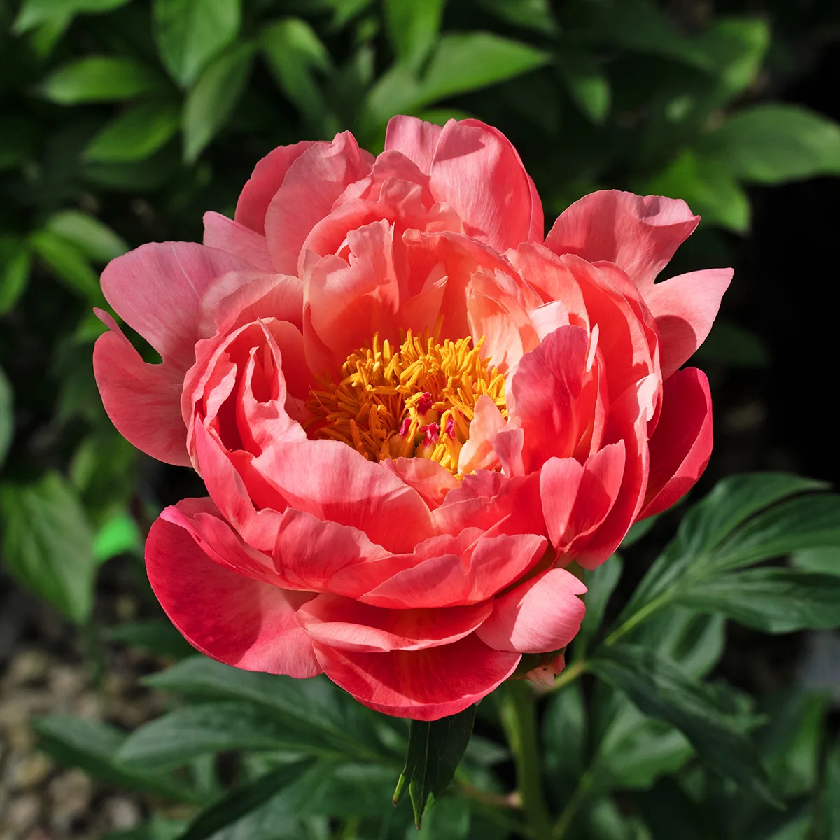 Coral Charm Peony For Sale Online | The Tree Center