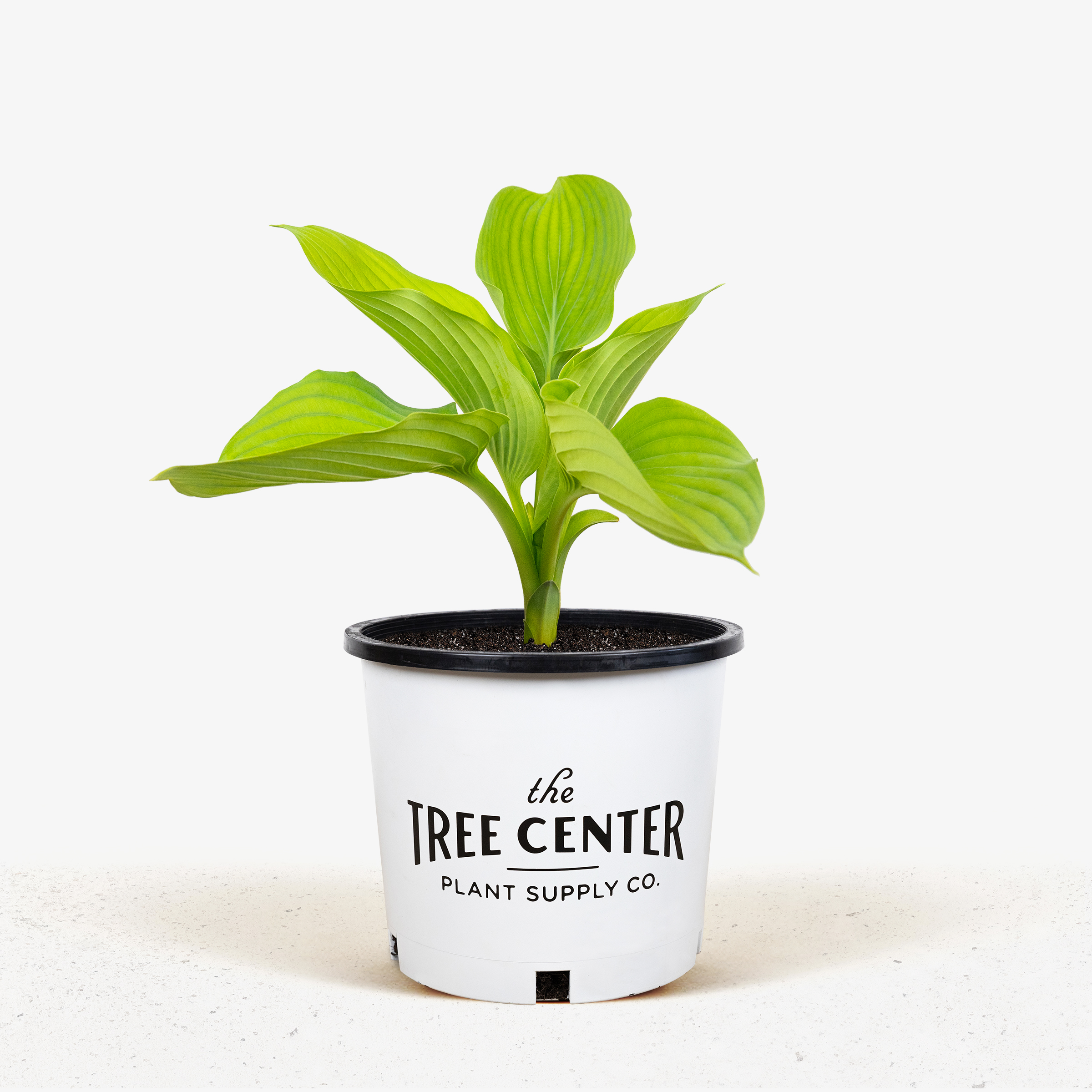 Empress Wu Hosta For Sale Online | The Tree Center