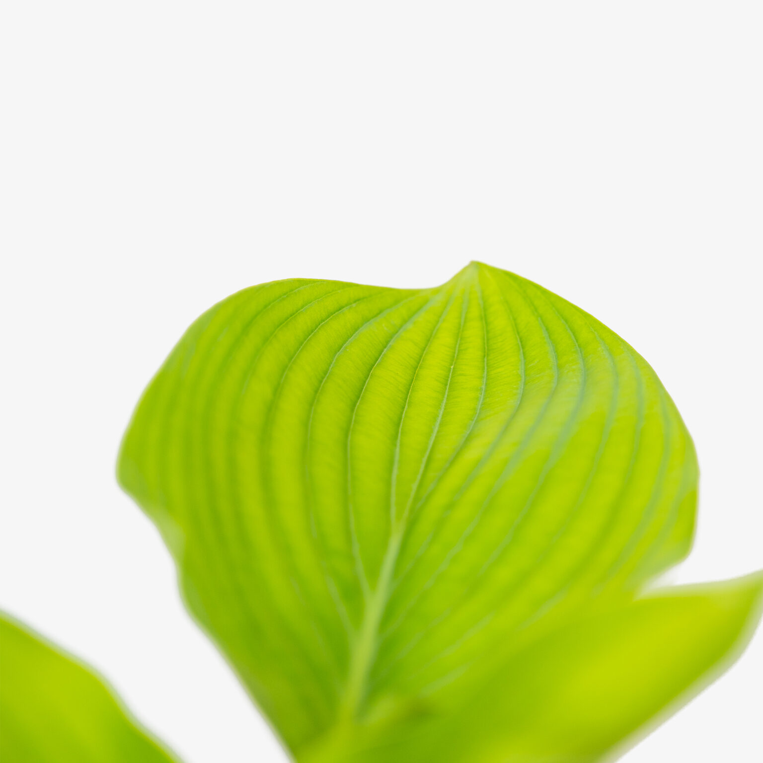 Empress Wu Hosta For Sale Online | The Tree Center