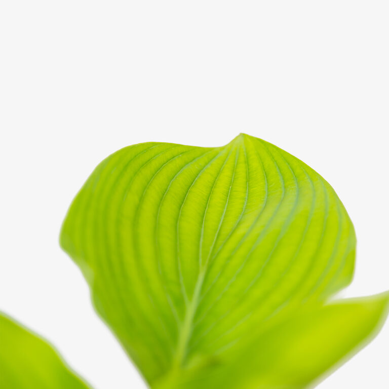 Empress Wu Hosta For Sale Online | The Tree Center