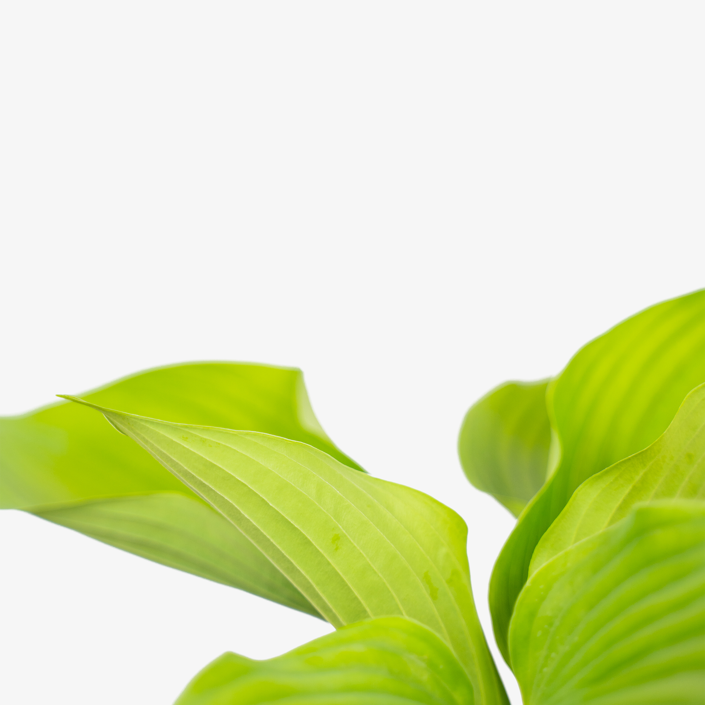 Empress Wu Hosta For Sale Online | The Tree Center
