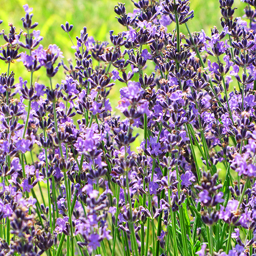 English Lavender | The Tree Center™