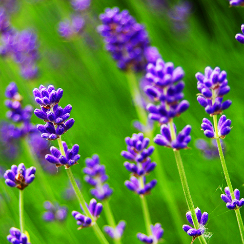English Lavender | The Tree Center™