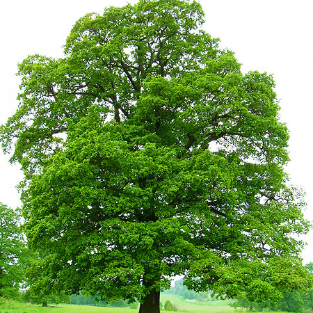 English Oak Tree For Sale Online | The Tree Center