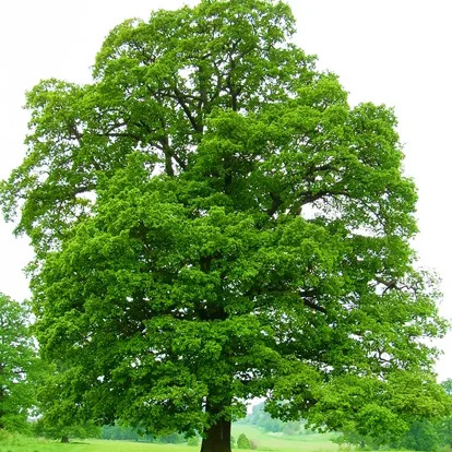 English Oak Tree For Sale Online | The Tree Center