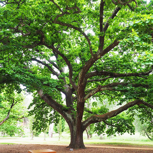 English Oak Tree For Sale Online | The Tree Center