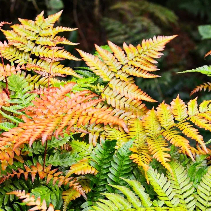 Autumn Fern For Sale Online | The Tree Center