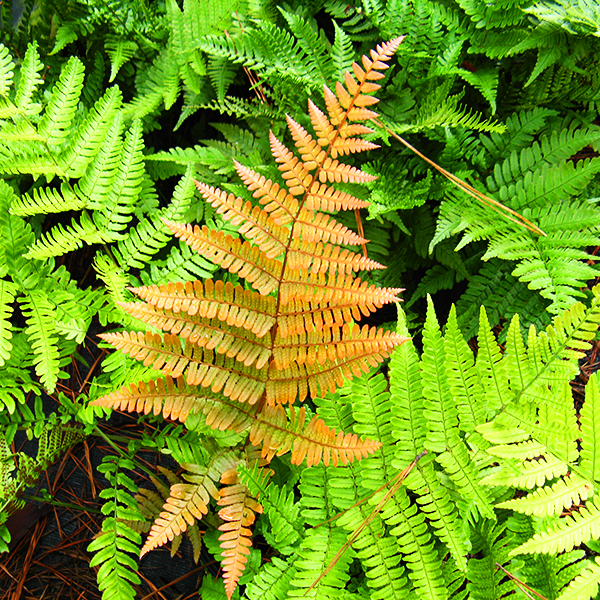 Autumn Fern For Sale Online | The Tree Center