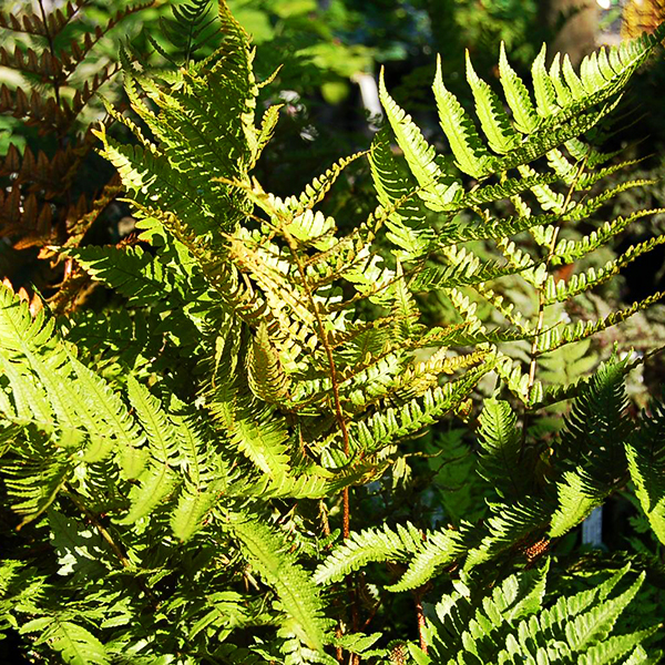Autumn Fern For Sale Online | The Tree Center