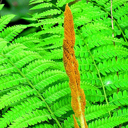 Buy Cinnamon Fern at The Tree Center
