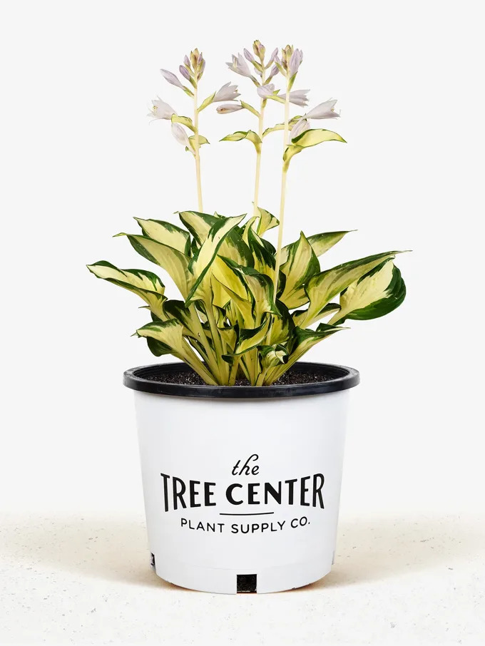 Hosta Perennials For Sale Online | The Tree Center