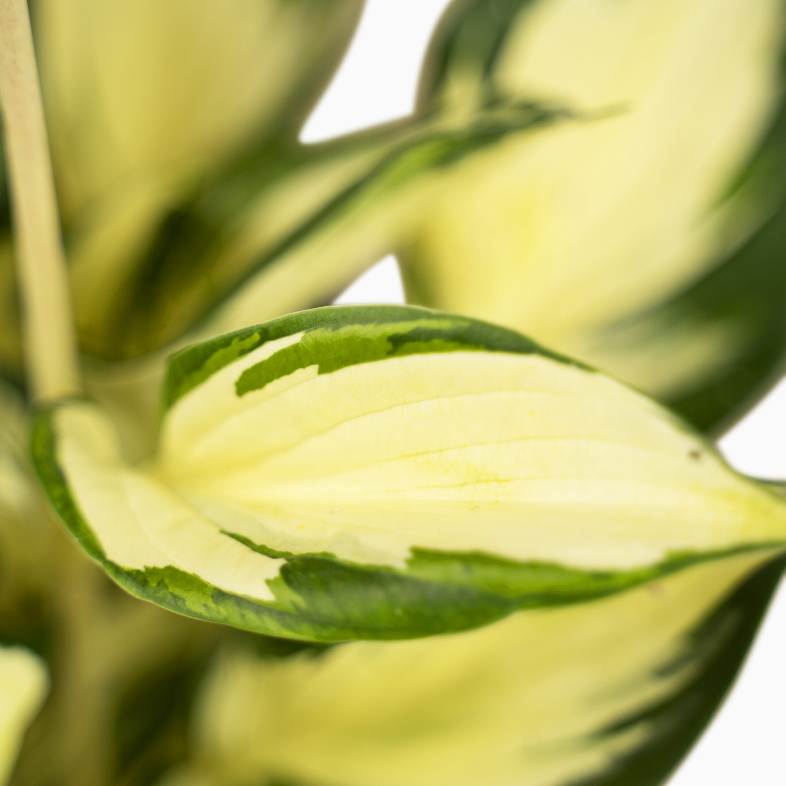 Fire and Ice Hosta For Sale Online | The Tree Center