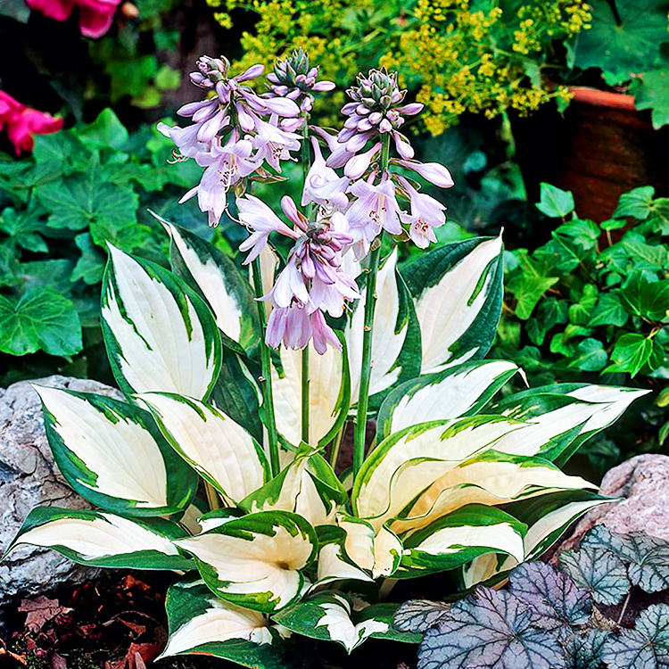Fire and Ice Hosta For Sale Online | The Tree Center