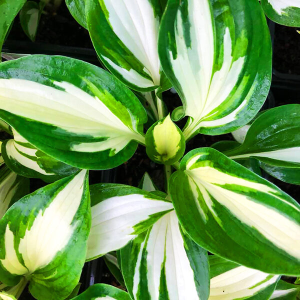 Fire and Ice Hosta For Sale Online | The Tree Center