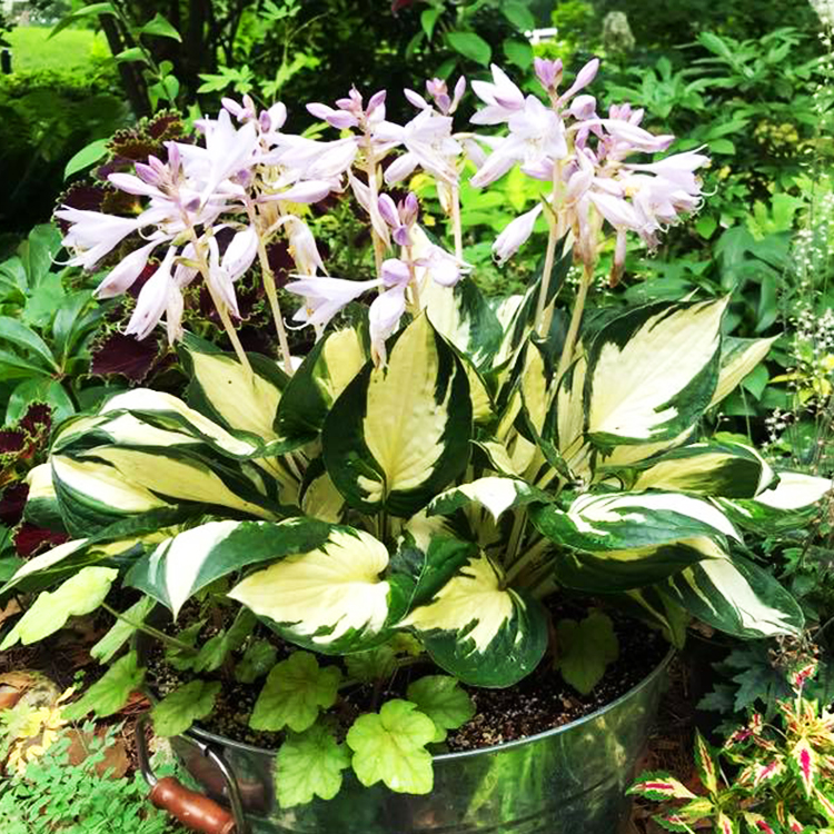 Fire and Ice Hosta For Sale Online | The Tree Center