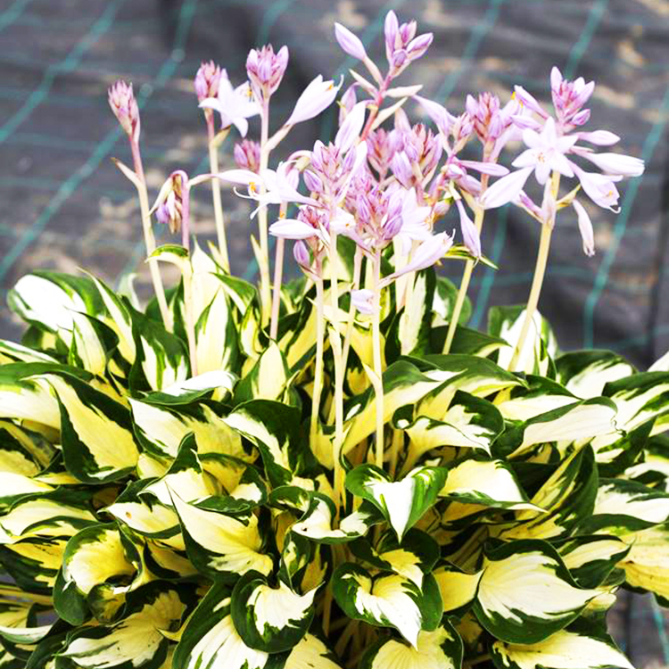 Fire and Ice Hosta For Sale Online | The Tree Center