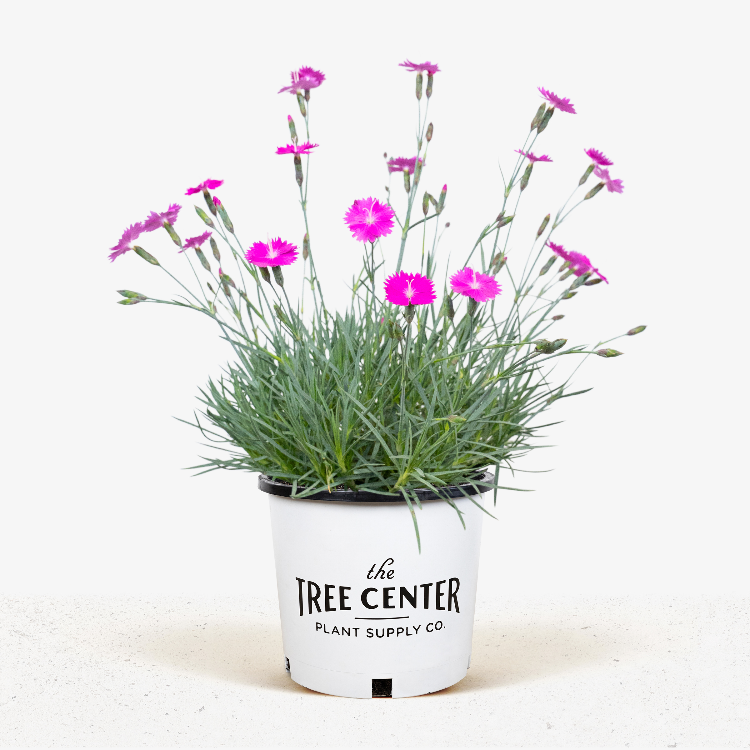 Firewitch Garden Pink For Sale Online | The Tree Center