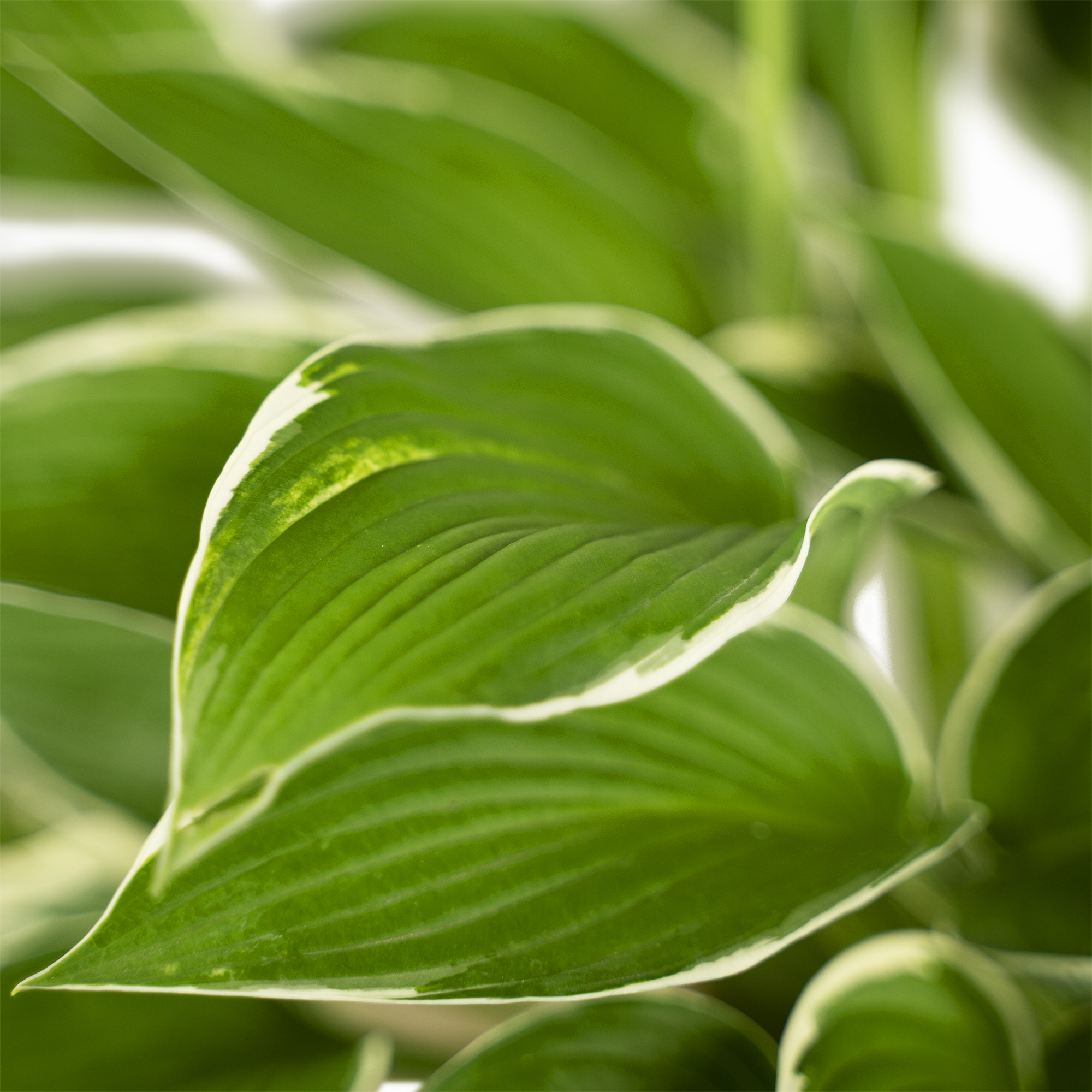 Francee Hosta | The Tree Center™