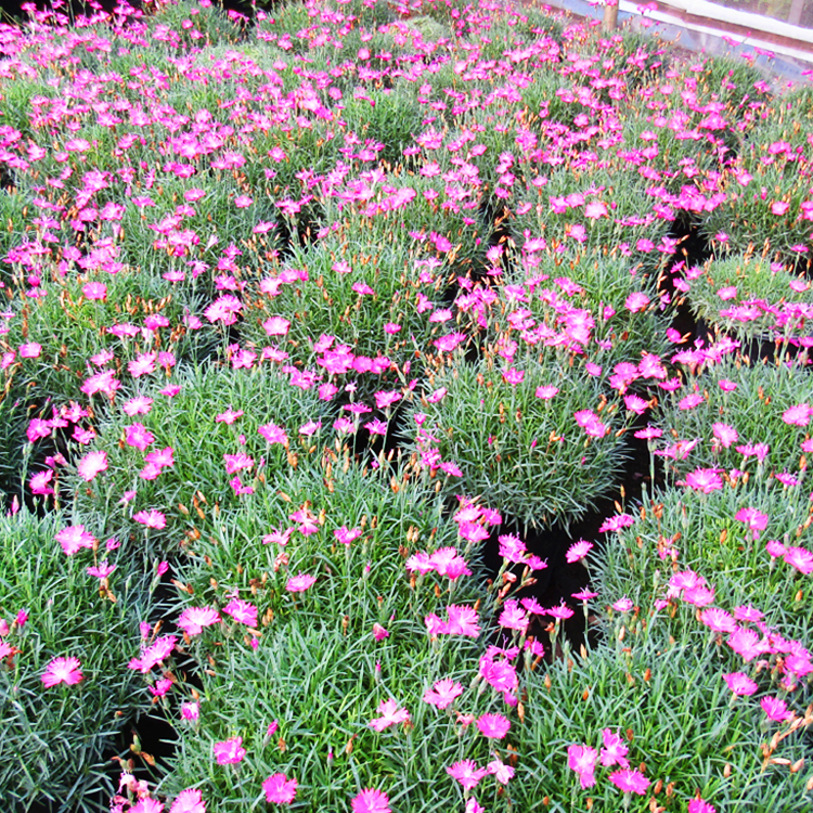 Fuchsia Fire Dianthus For Sale Online | The Tree Center