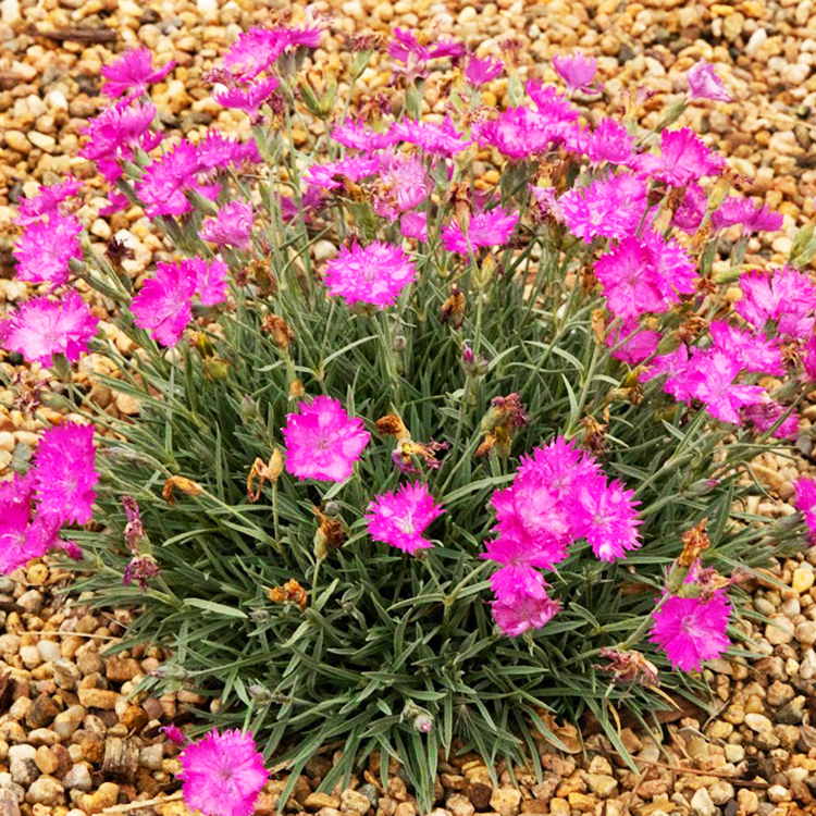 Fuchsia Fire Dianthus For Sale Online | The Tree Center