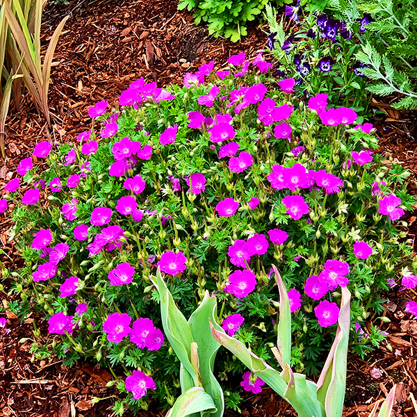 Max Frei Hardy Geranium For Sale Online | The Tree Center