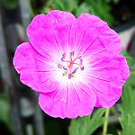 Max Frei Geranium For Sale Online | The Tree Center
