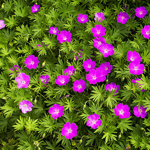 Max Frei Hardy Geranium For Sale Online | The Tree Center