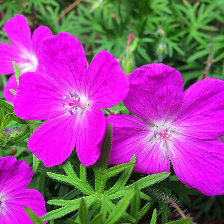 Max Frei Hardy Geranium For Sale Online | The Tree Center