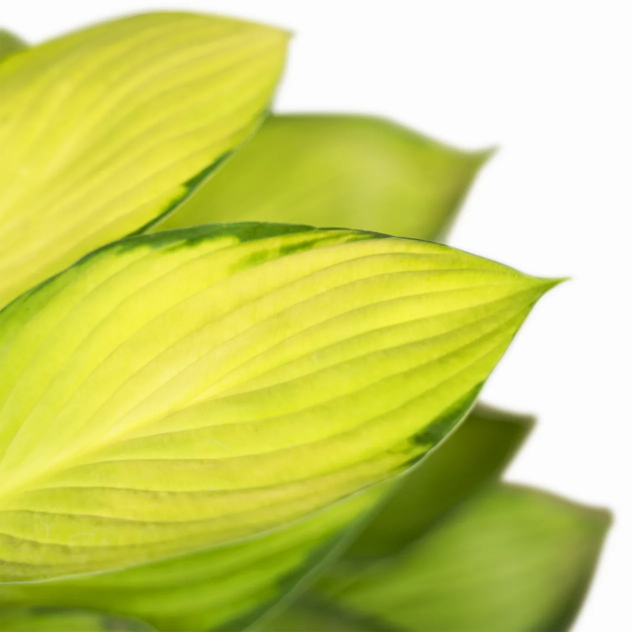 Gold Standard Hosta - Shade Loving Plant | The Tree Center