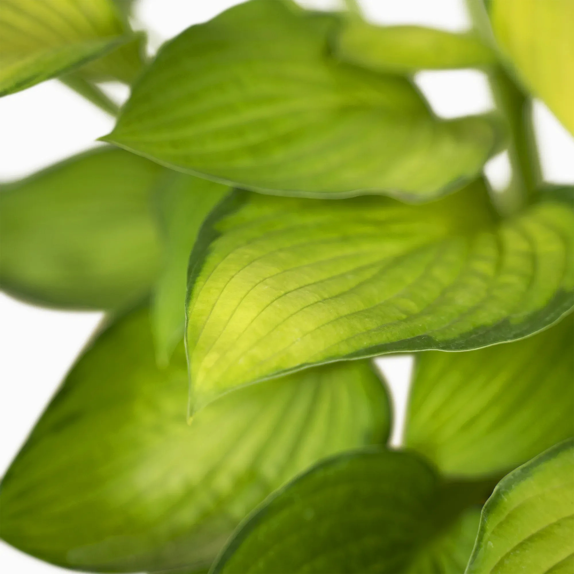 Gold Standard Hosta - Shade Loving Plant | The Tree Center