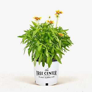 Uptick Gold and Bronze Coreopsis For Sale Online | The Tree Center